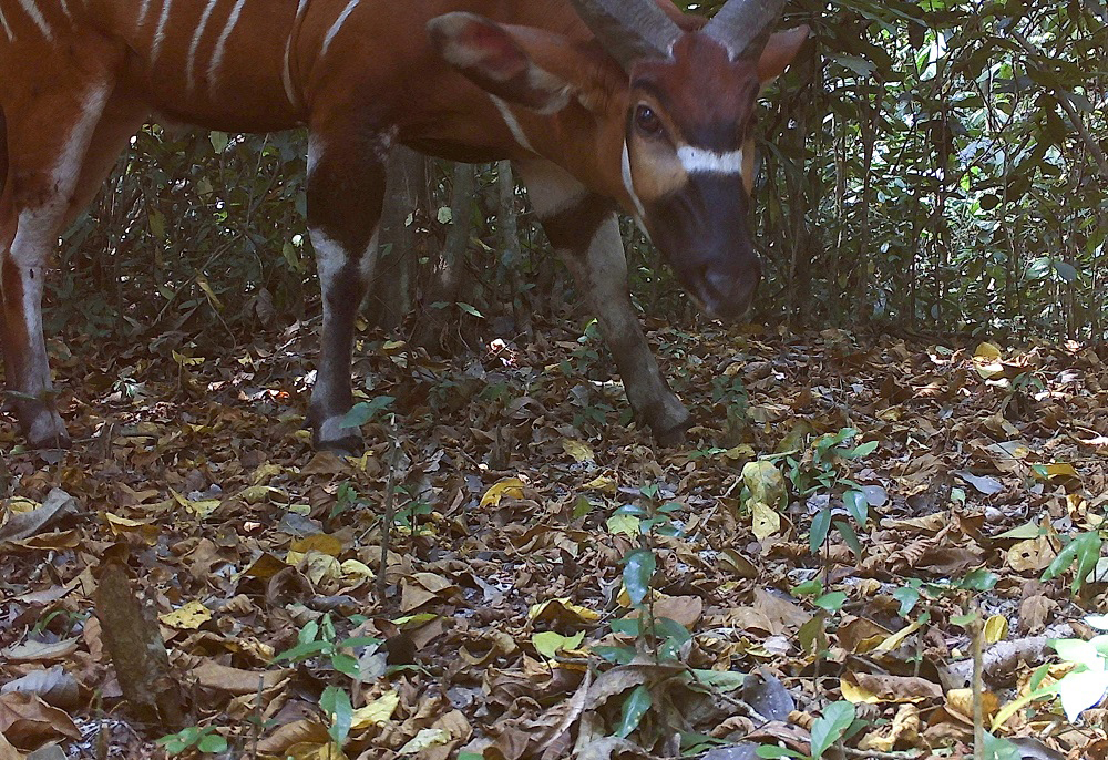 The world's most big forest antelope seen in Uganda - Abacus African ...